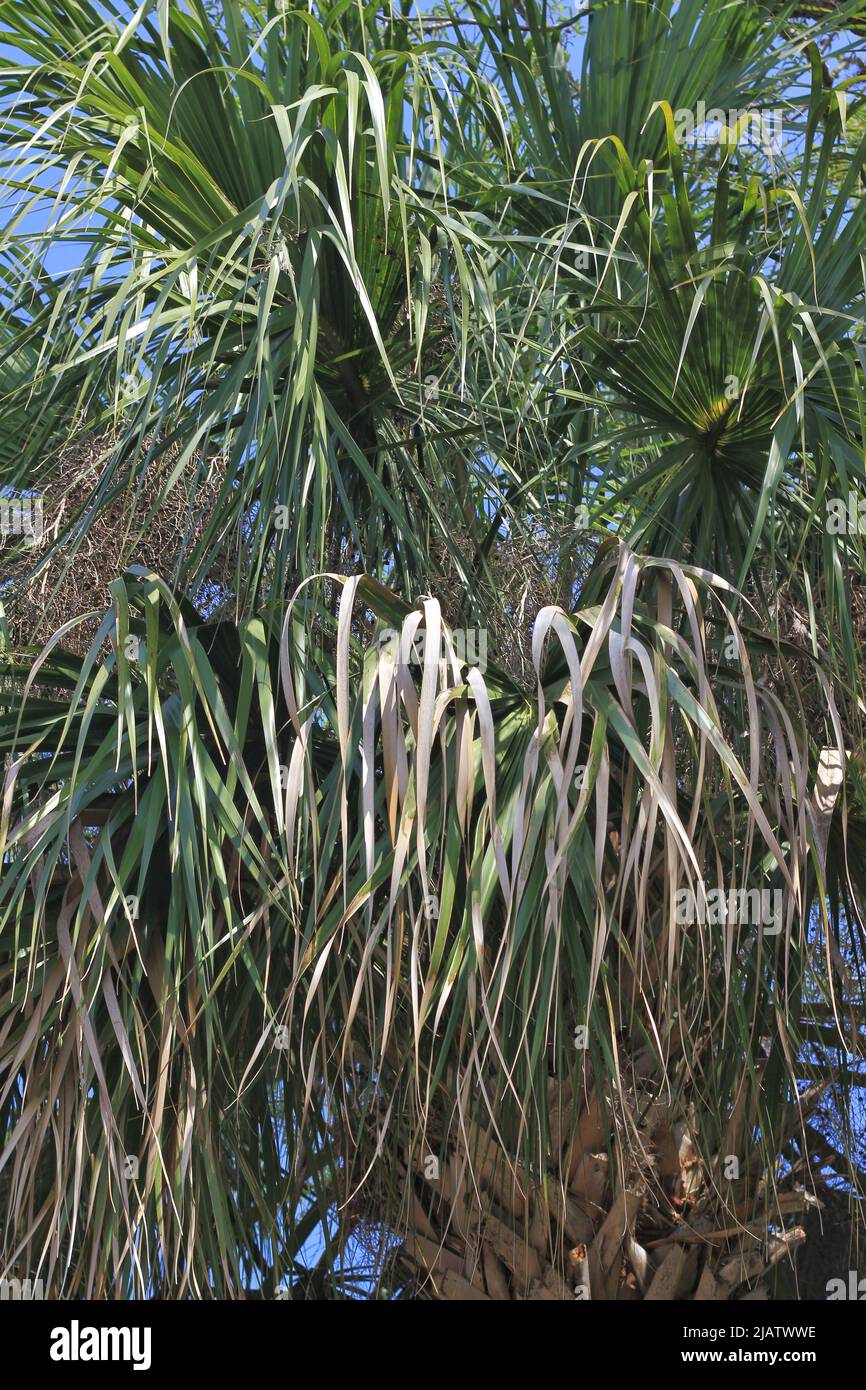 Beautiful palm trees with branches and fronds growing in the tropical ...