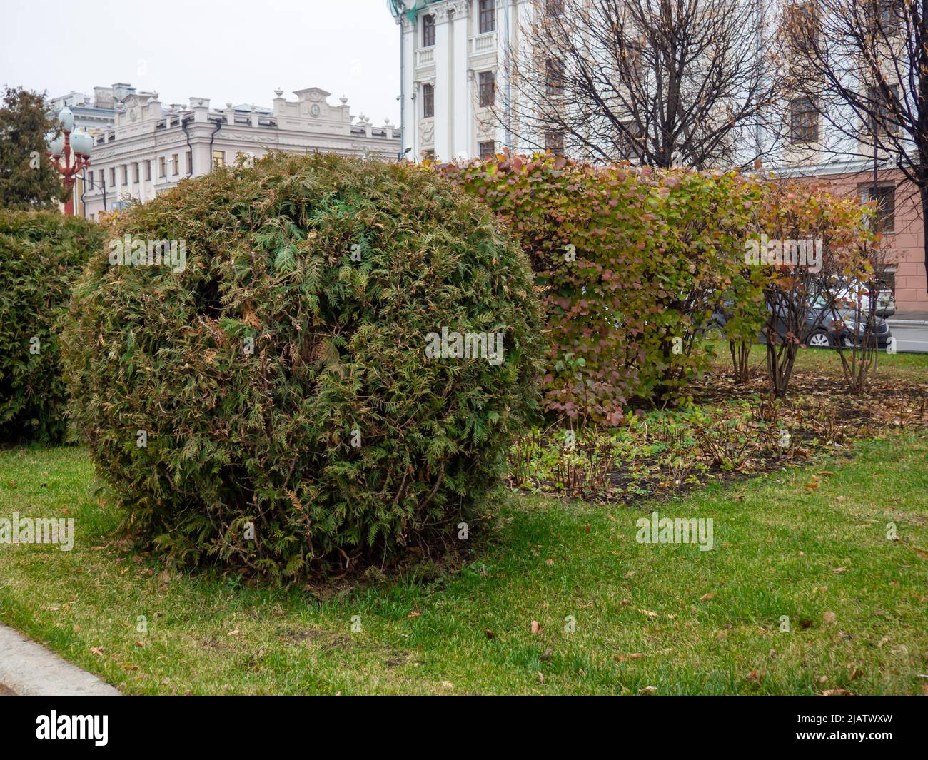 Ball bushes hi-res stock photography and images - Alamy