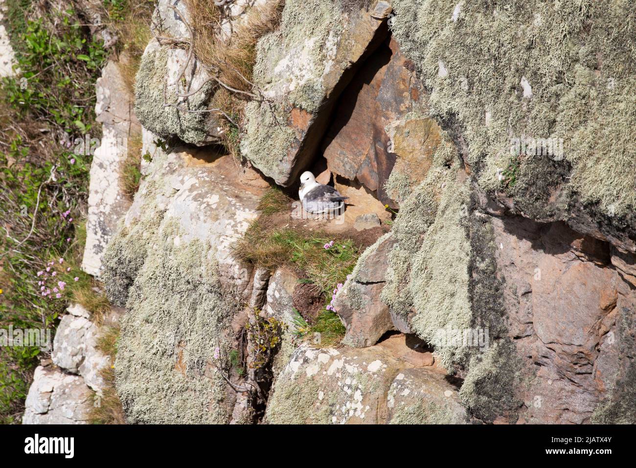Seabirds nesting on cliffs at Dunnet Head, Caithness, Scotland Stock ...