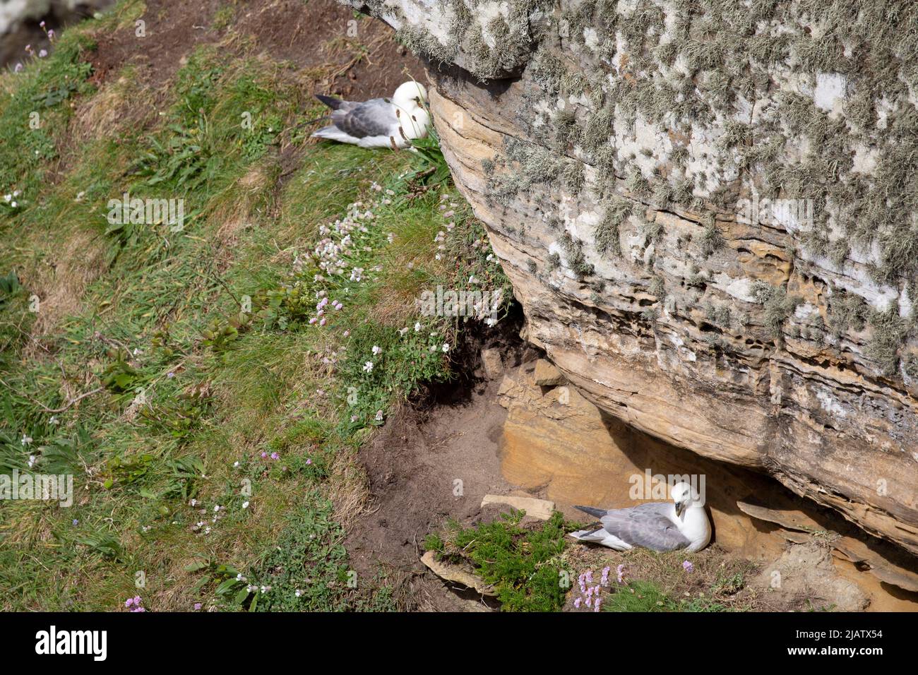 Seabirds nesting on cliffs at Dunnet Head, Caithness, Scotland Stock ...