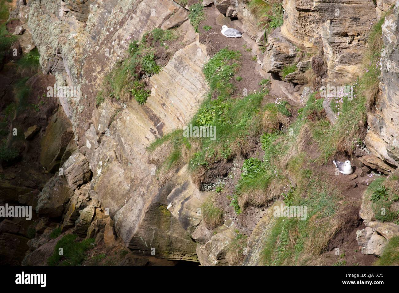 Seabirds nesting on cliffs at Dunnet Head, Caithness, Scotland Stock ...