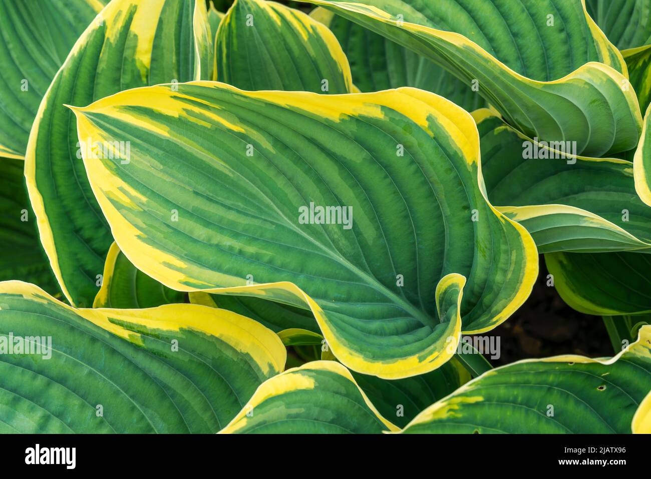 Hosta 'Golden Tiara' also known as plantain lily is a spring and summer ...