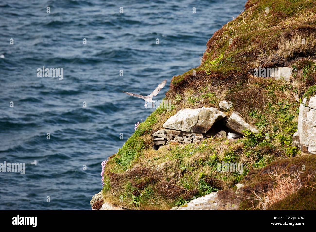 Seabirds nesting on cliffs at Dunnet Head, Caithness, Scotland Stock ...