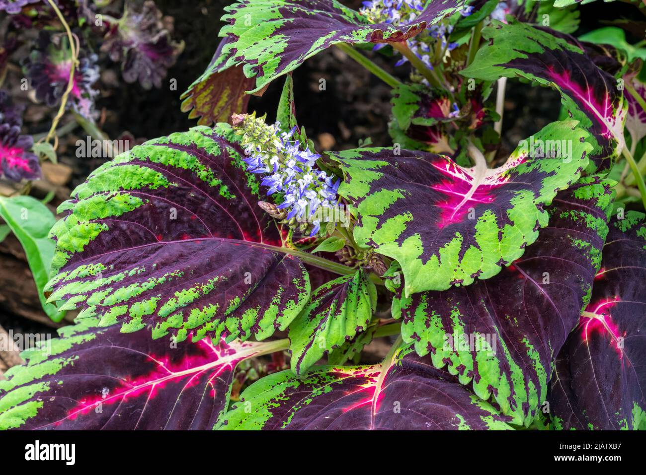 Flower Coleus Black Dragon Coleus Scutellarioides | GardensOnline