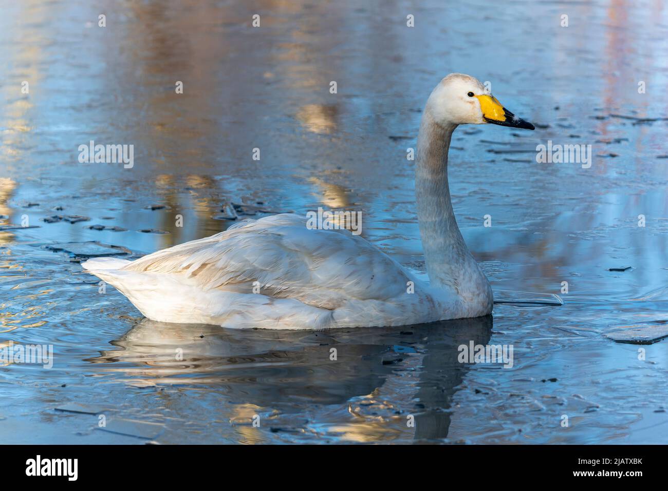 Eurasian goose species hi-res stock photography and images - Alamy
