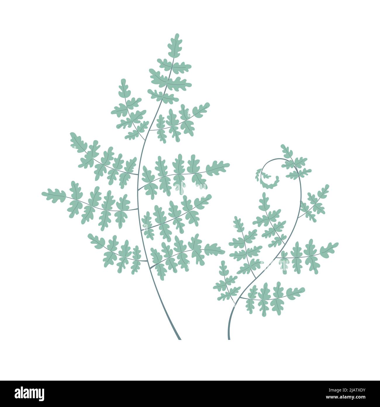 Young fern leaves Stock Vector Images - Alamy
