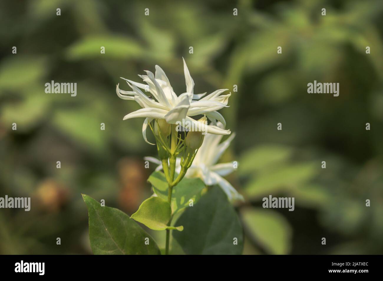Single jasmine flower in green background in the garden Stock Photo - Alamy