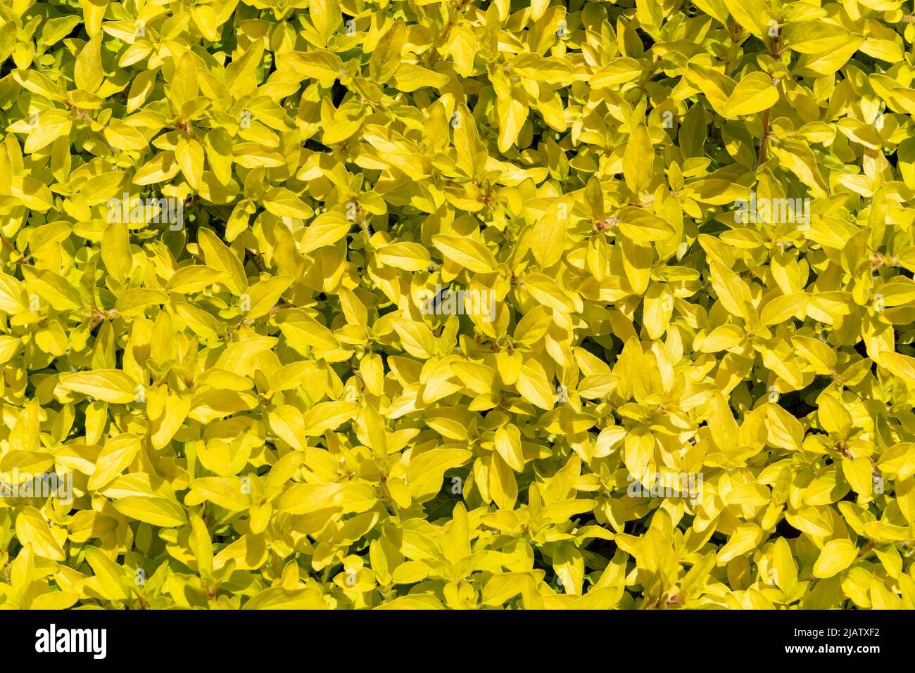Origanum vulgare aureum hi-res stock photography and images - Alamy
