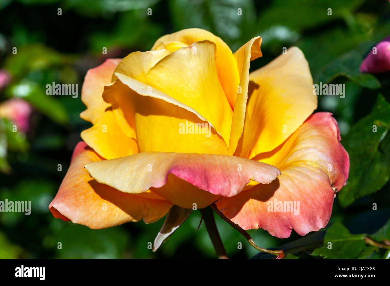Rose 'Fulton Mackay' (rosa) a yellow orange perennial spring summer ...