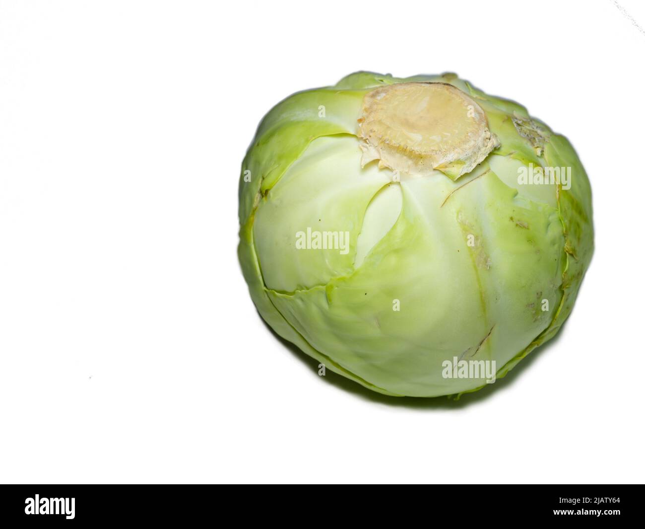 Big cabbage white hi-res stock photography and images - Alamy