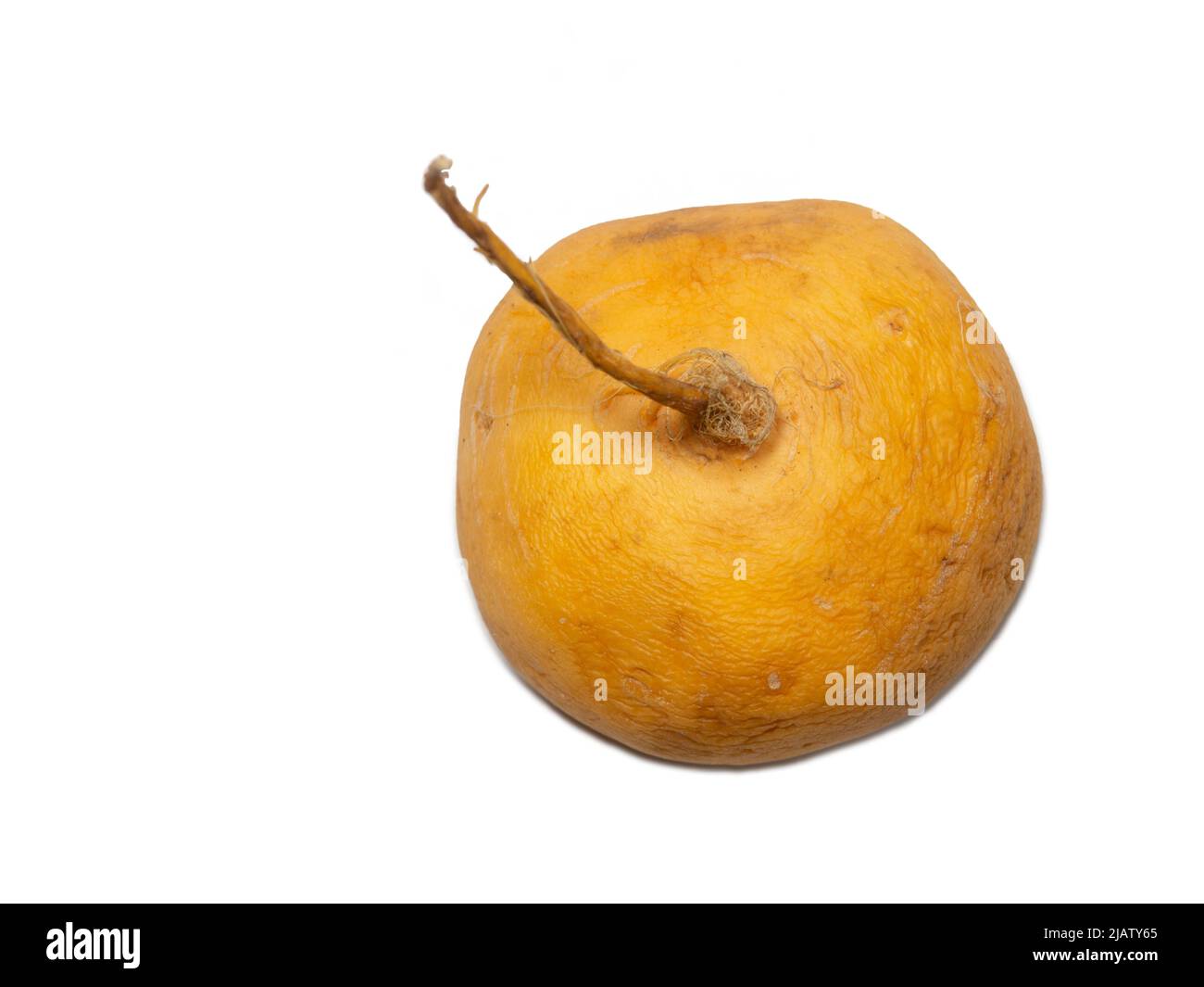 Turnip on a white background. Harvest from a personal plot Stock Photo ...