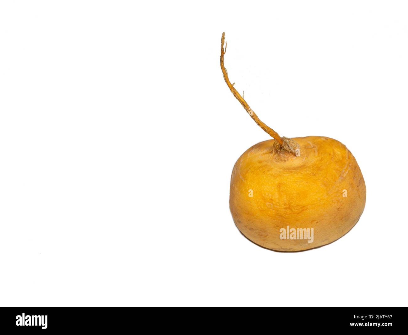 Turnip on a white background. Harvest from a personal plot Stock Photo ...
