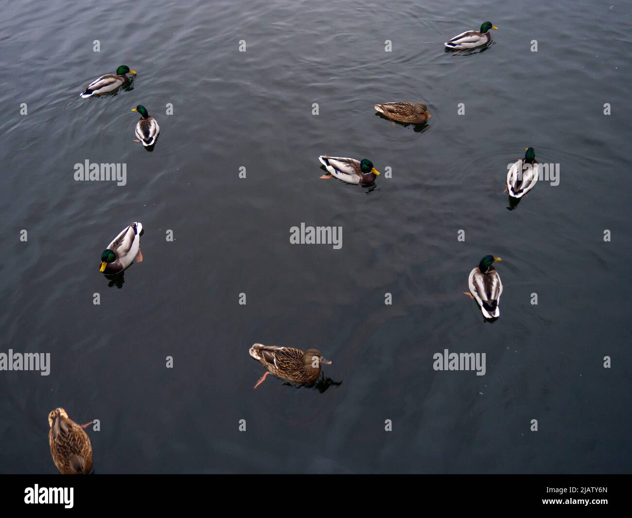 Autumn lake with swimming ducks. The surface of the water. Animal world ...