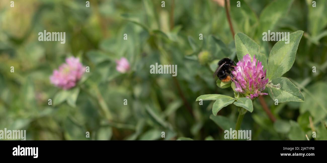 A bumblebee flies towards a clover flower on a blurred green meadow ...
