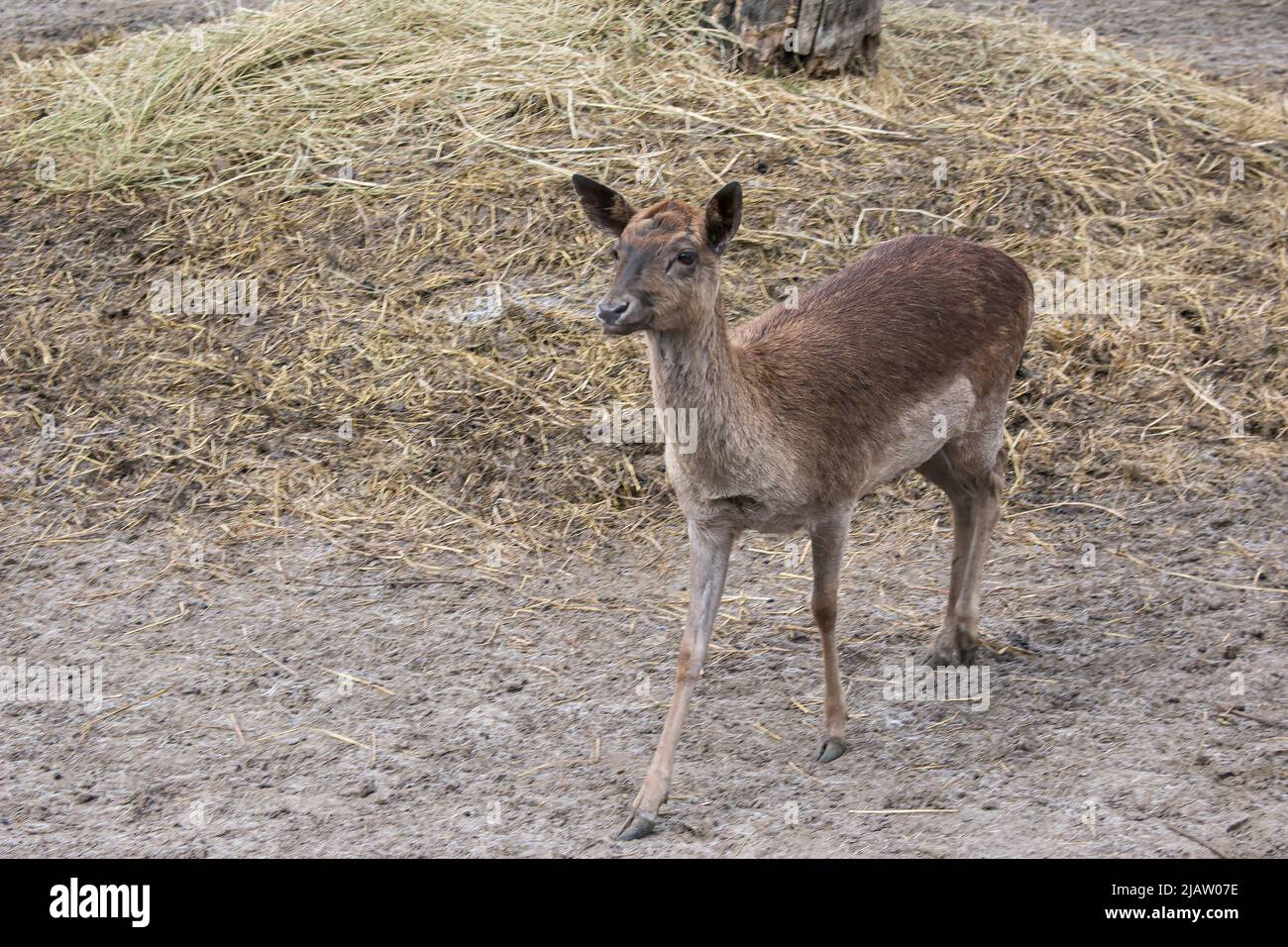 Young roe deer in the zoo outdoors Stock Photo - Alamy