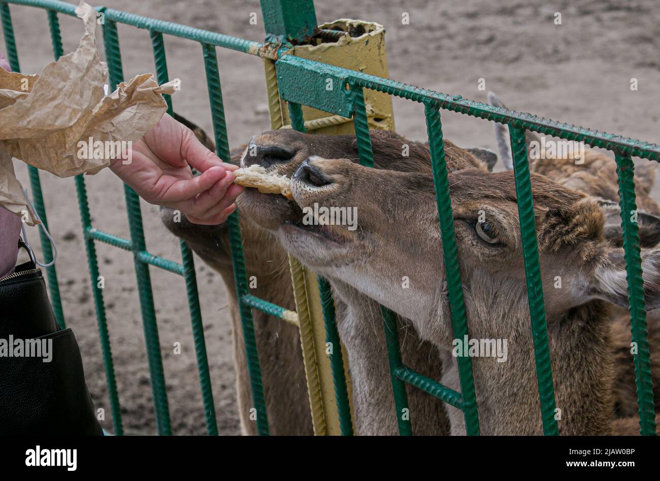 Close-up of a roe deer in the zoo and the hand of an adult woman giving ...