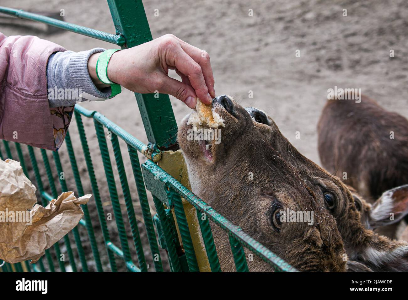 Close-up of a roe deer in the zoo and the hand of an adult woman giving ...