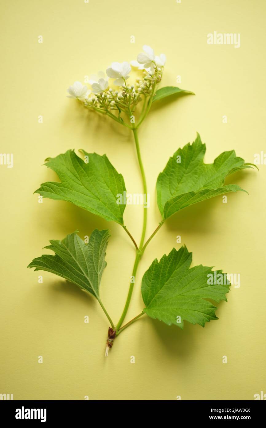 Blooming rose hip branch with white flowers and green leaves on a ...