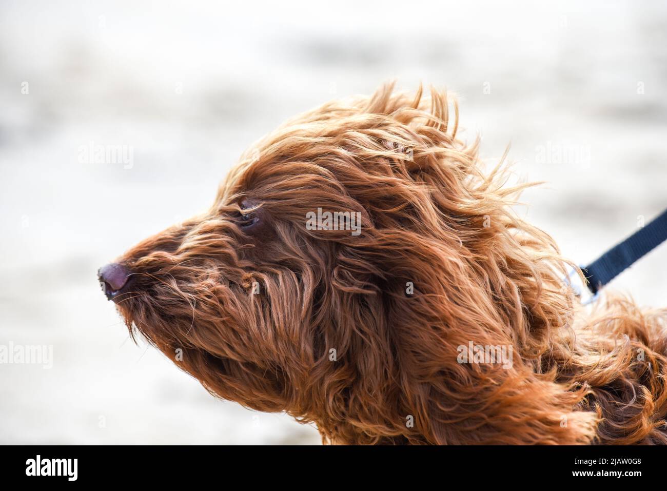 Cockapoo side view hi-res stock photography and images - Alamy