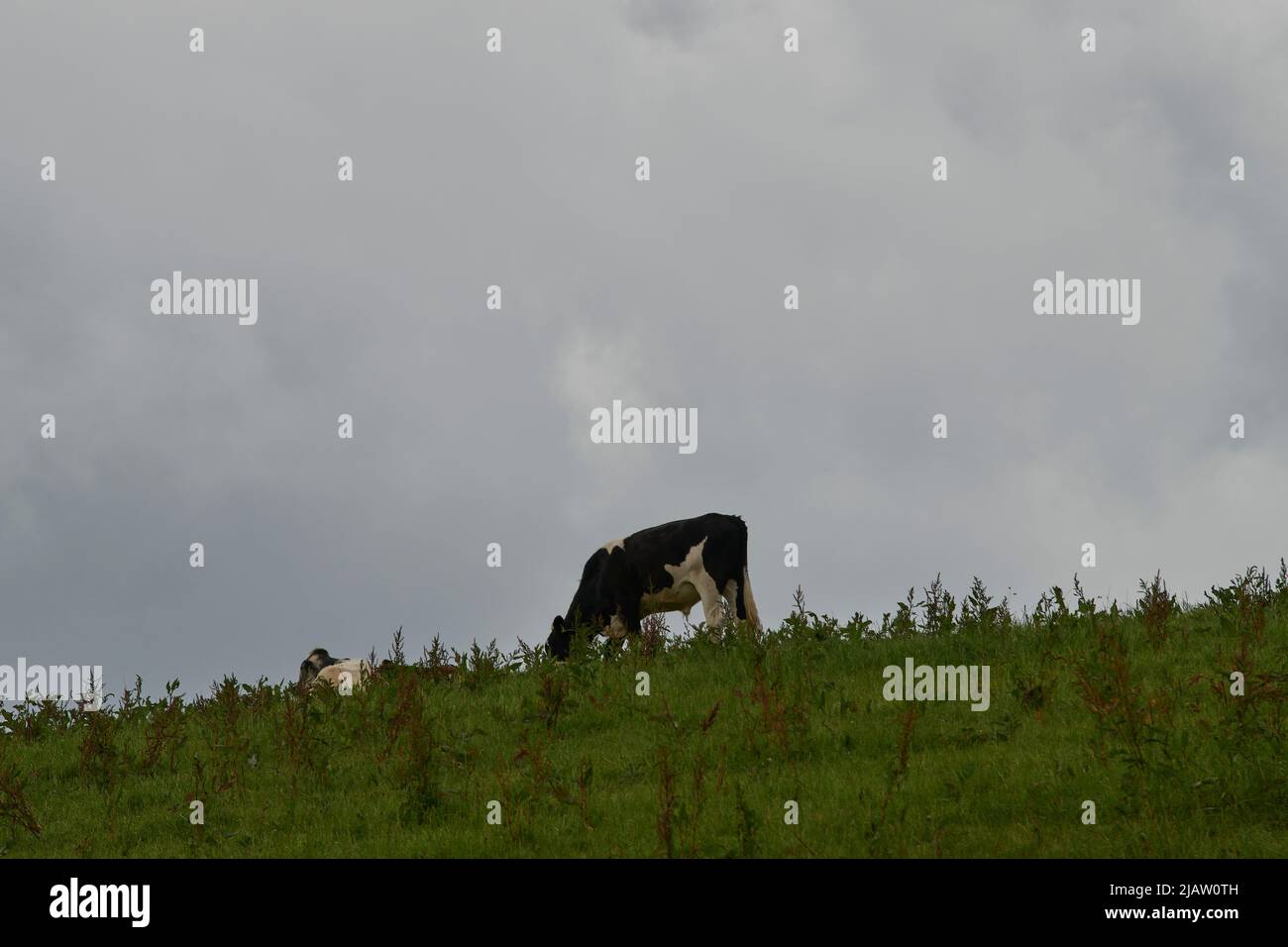 UK Weather: 1 Jun 2022, Variable Weather Conditions with heavy cloud ...