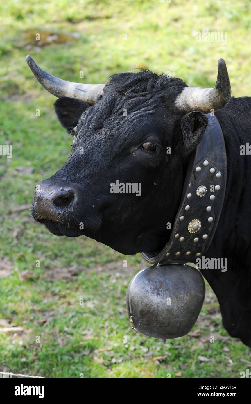 SWITZERLAND, alps mountains, canton Wallis, agriculture in the ...