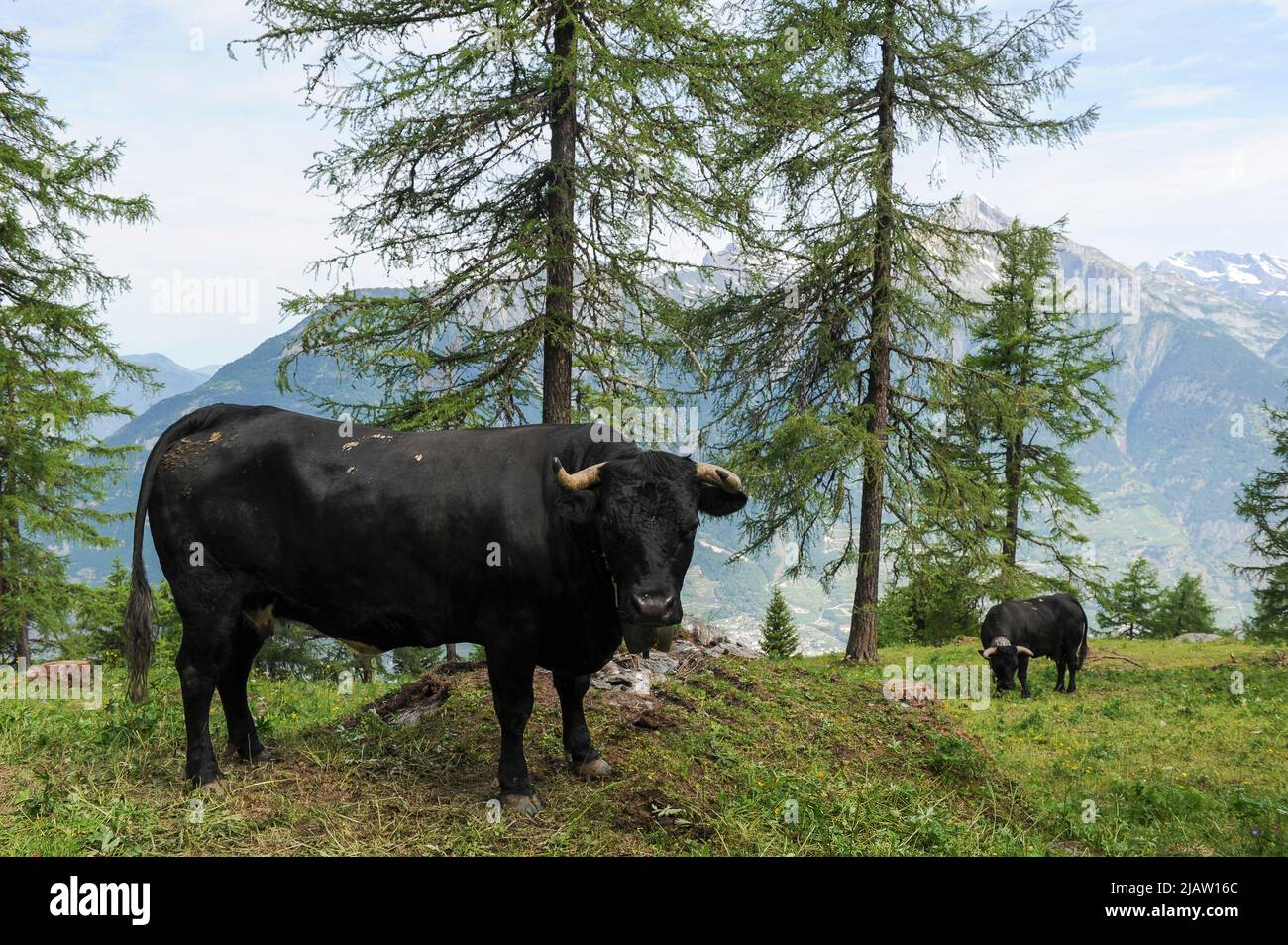 SWITZERLAND, alps mountains, Kanton Wallis, agriculture in the ...
