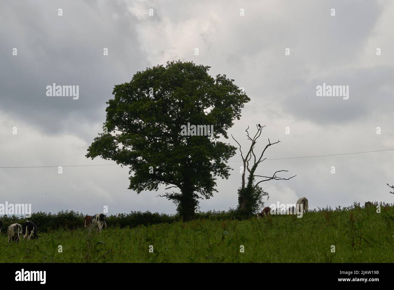 UK Weather: 1 Jun 2022, Variable Weather Conditions with heavy cloud ...