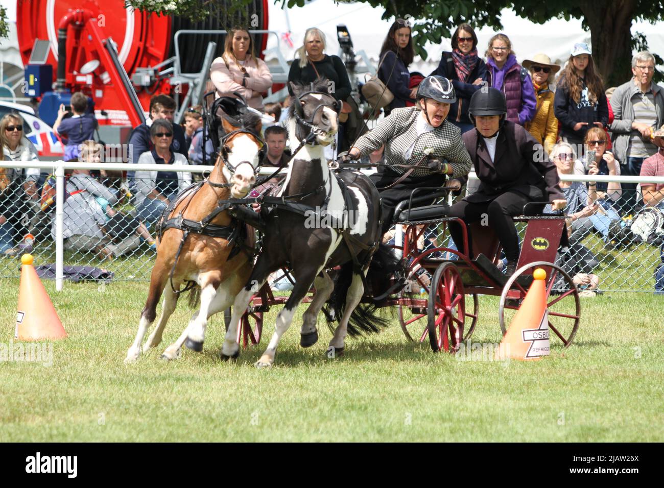 Dual harnessed ponies hi-res stock photography and images - Alamy
