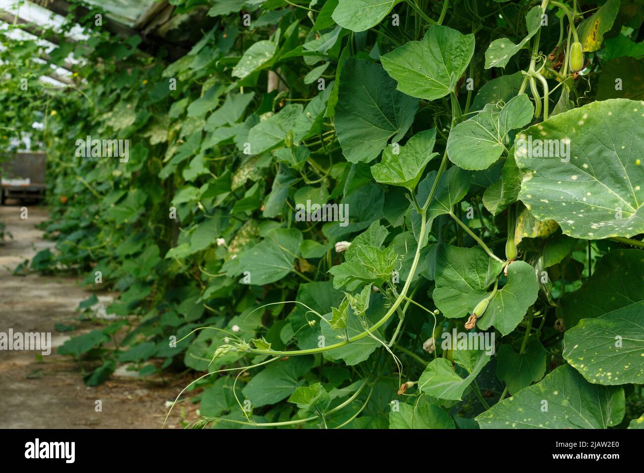 Picture of seedlings and marrows growing on branch in greenhouse Stock ...