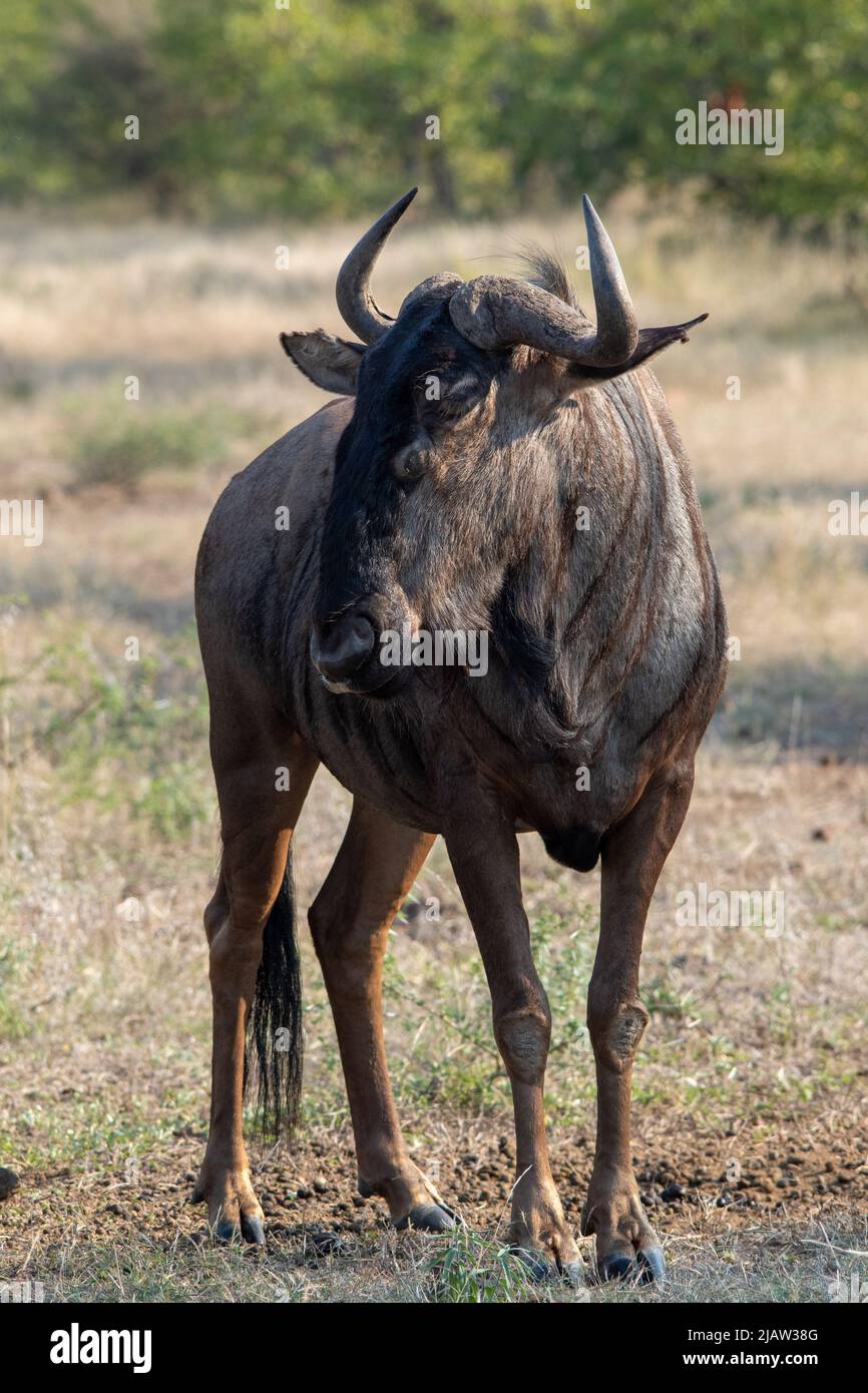 A blue wildebeest isolated in the wild Stock Photo - Alamy