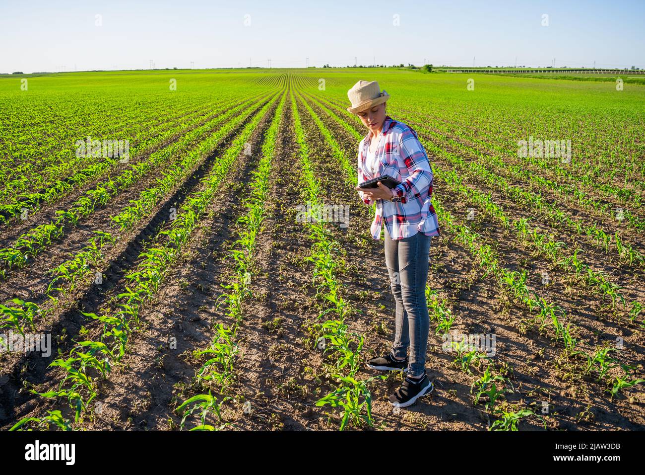 Adult woman is cultivating corn on her land. She is examining progress ...
