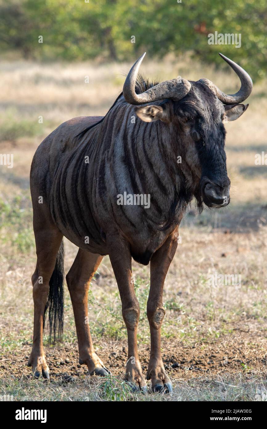 A blue wildebeest isolated in the wild Stock Photo - Alamy