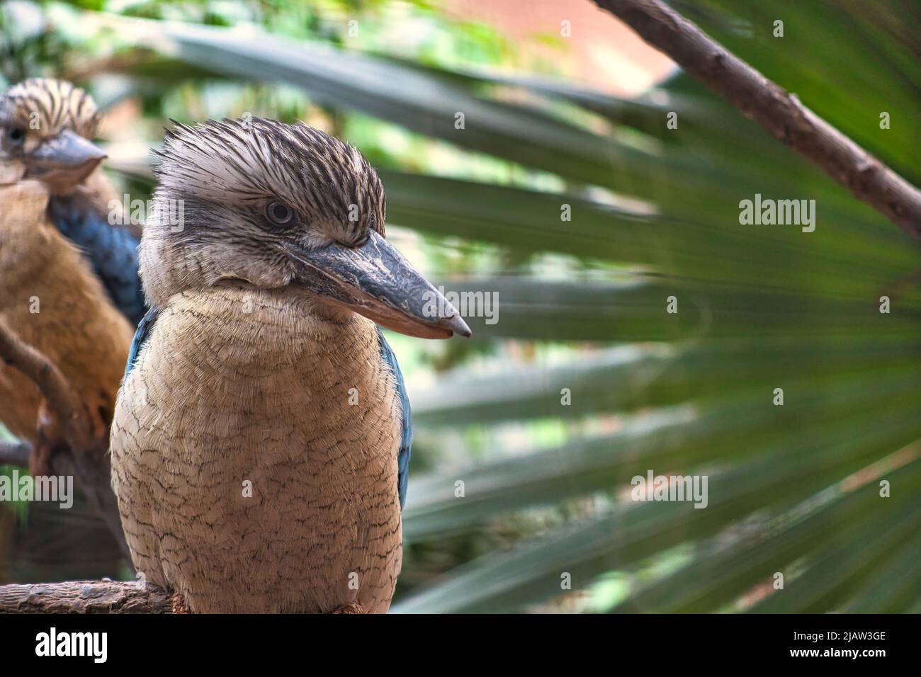 laughing hans on a branch. Beautiful colorful plumage of the Australian ...