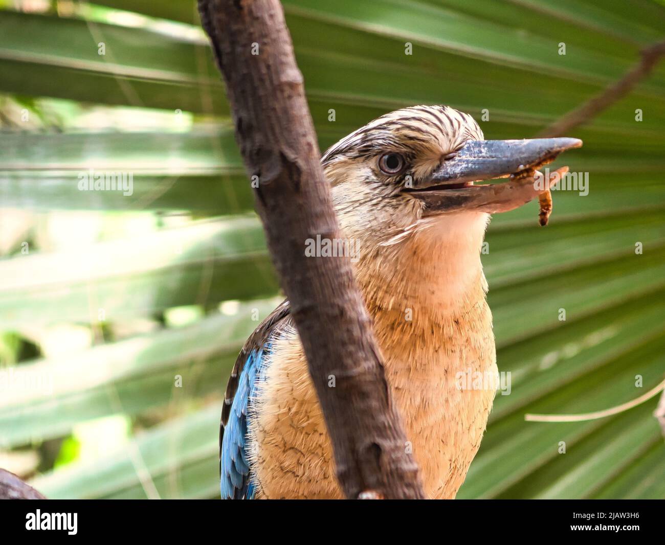 laughing hans on a branch feeding mealworm. Beautiful colorful plumage ...