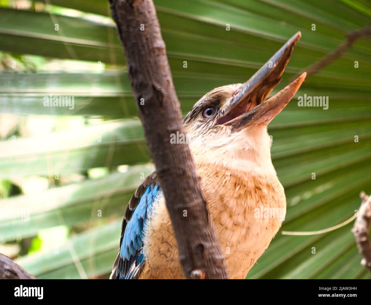 laughing hans on a branch feeding mealworm. Beautiful colorful plumage ...