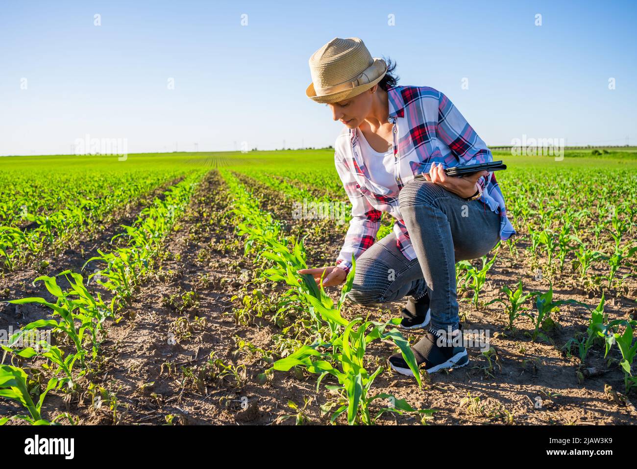 Adult woman is cultivating corn on her land. She is examining progress ...