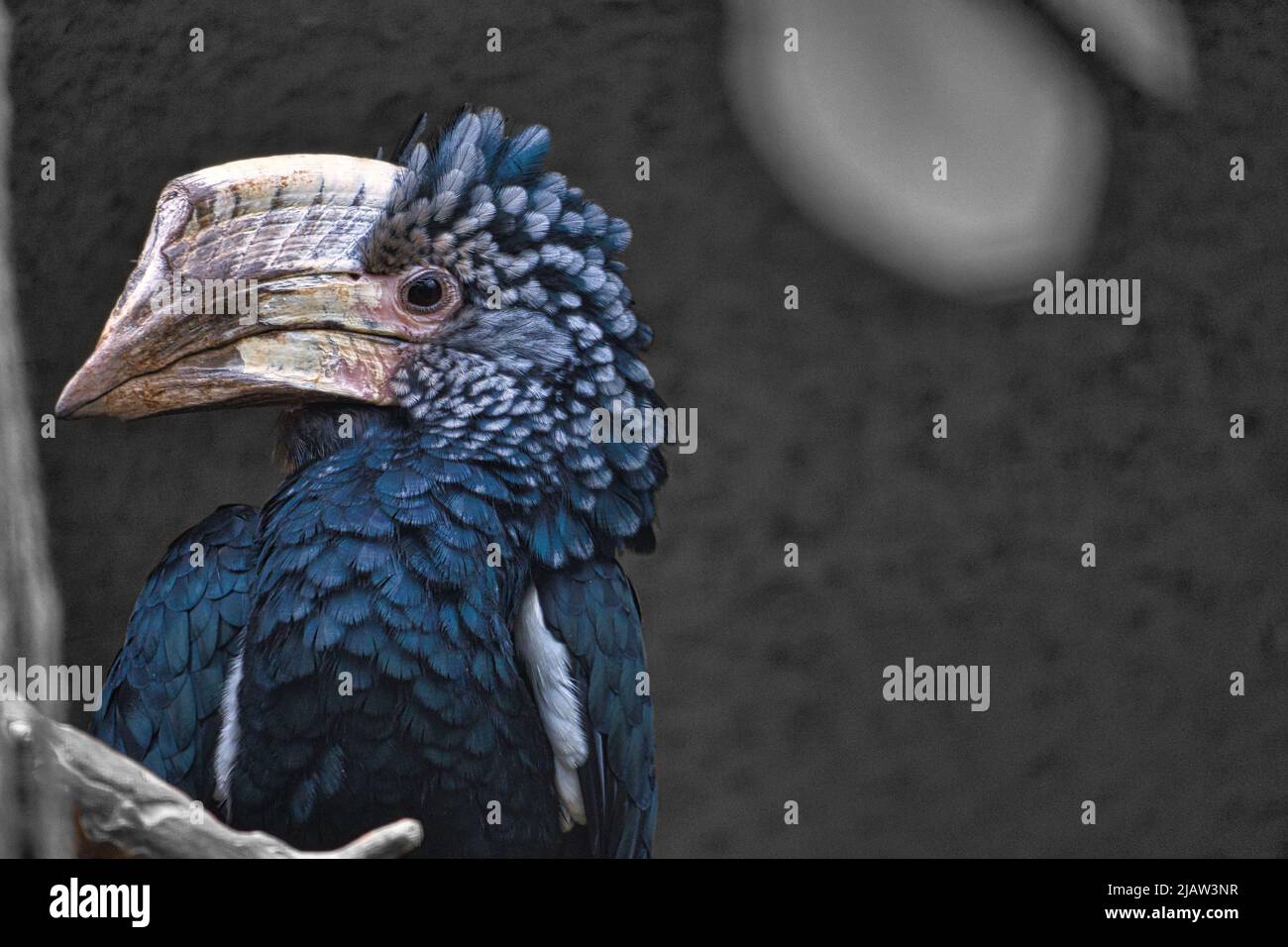 Silver-cheeked horn bill sitting on a branch. colorful plumage. large ...