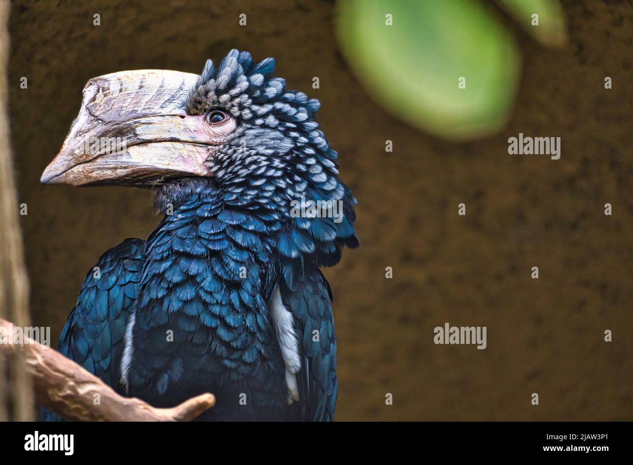 Silver-cheeked horn bill sitting on a branch. colorful plumage. large ...
