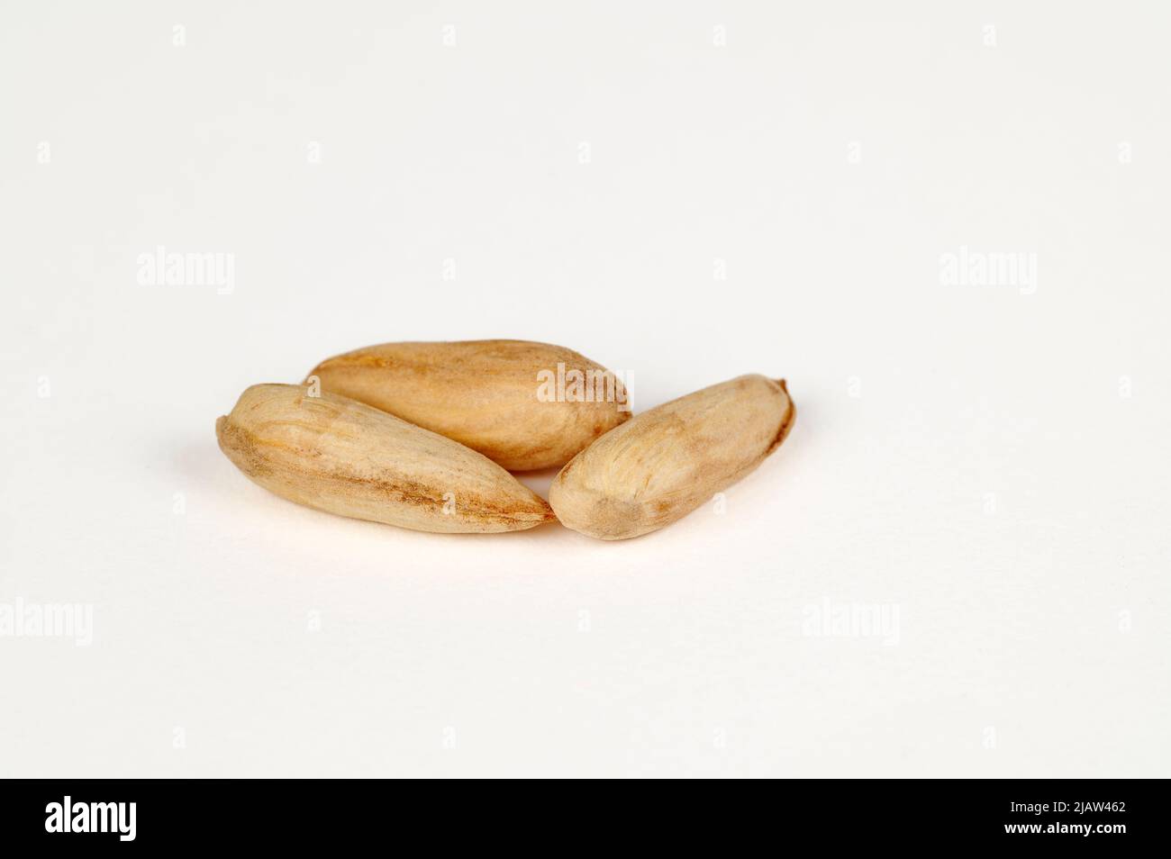 Closeup view of three wild papershell almonds 'kaymak' on a white ...