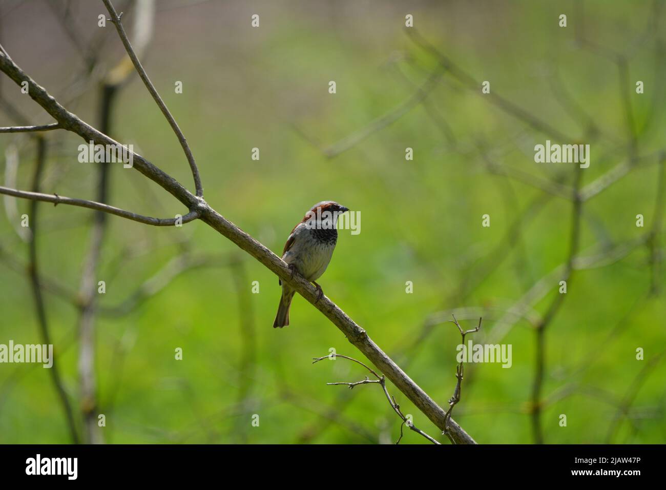 Spatz vogel hi-res stock photography and images - Alamy