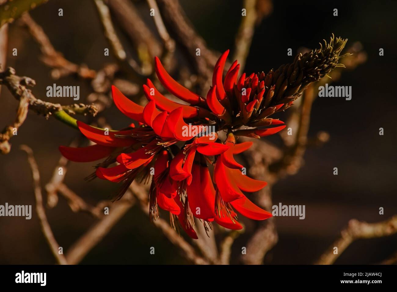 Red coral tree hi-res stock photography and images - Alamy