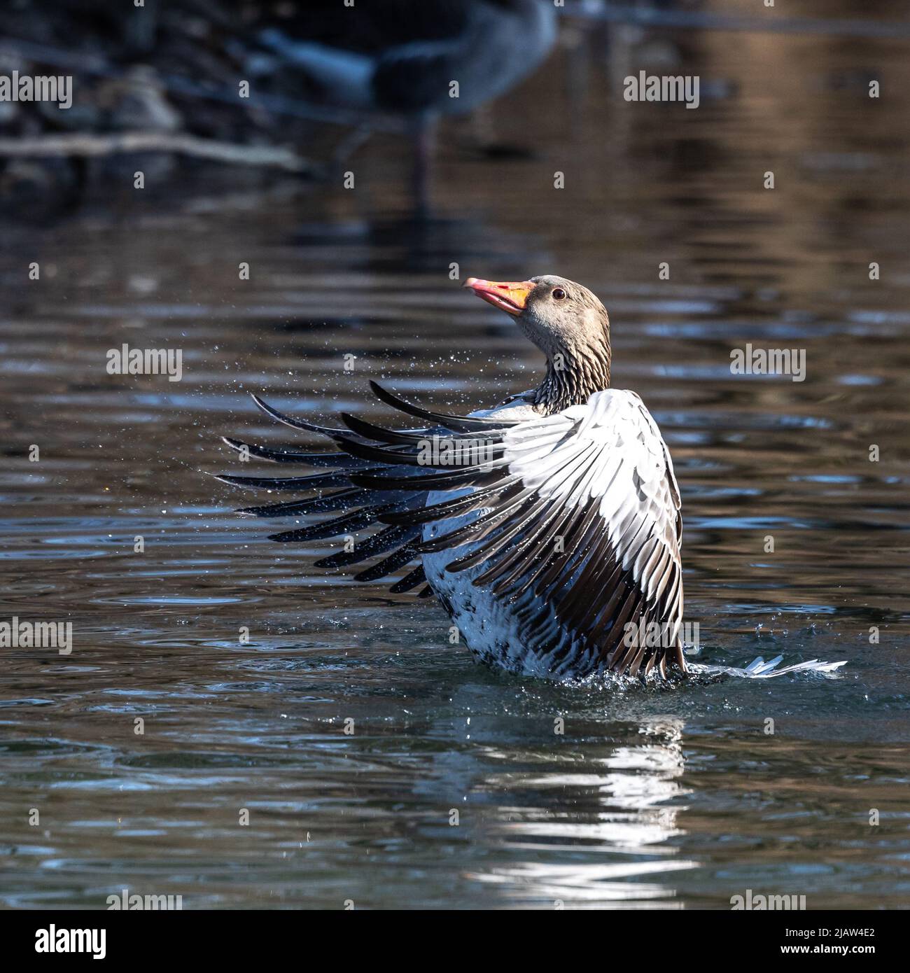 The greylag goose spreading its wings on water. Anser anser is a ...