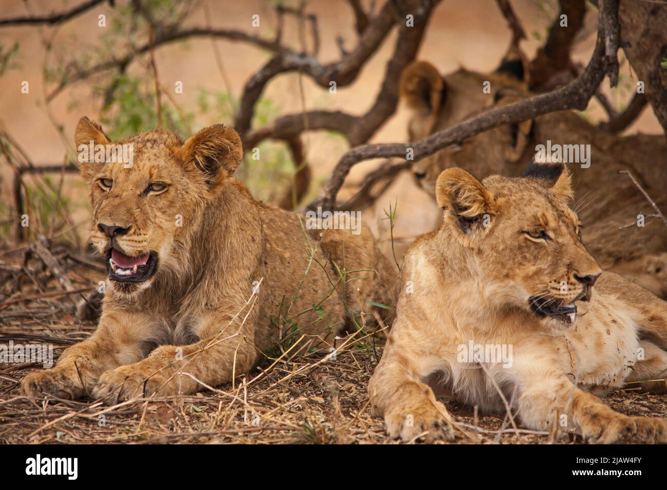 Sub adult lion hi-res stock photography and images - Alamy