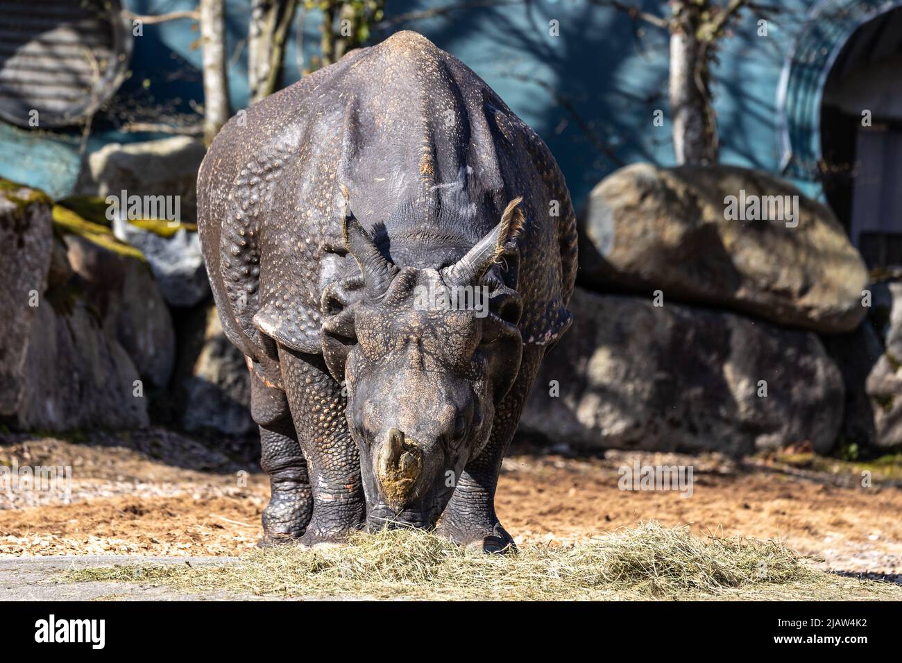 The Indian Rhinoceros, Rhinoceros unicornis is also called Greater One ...
