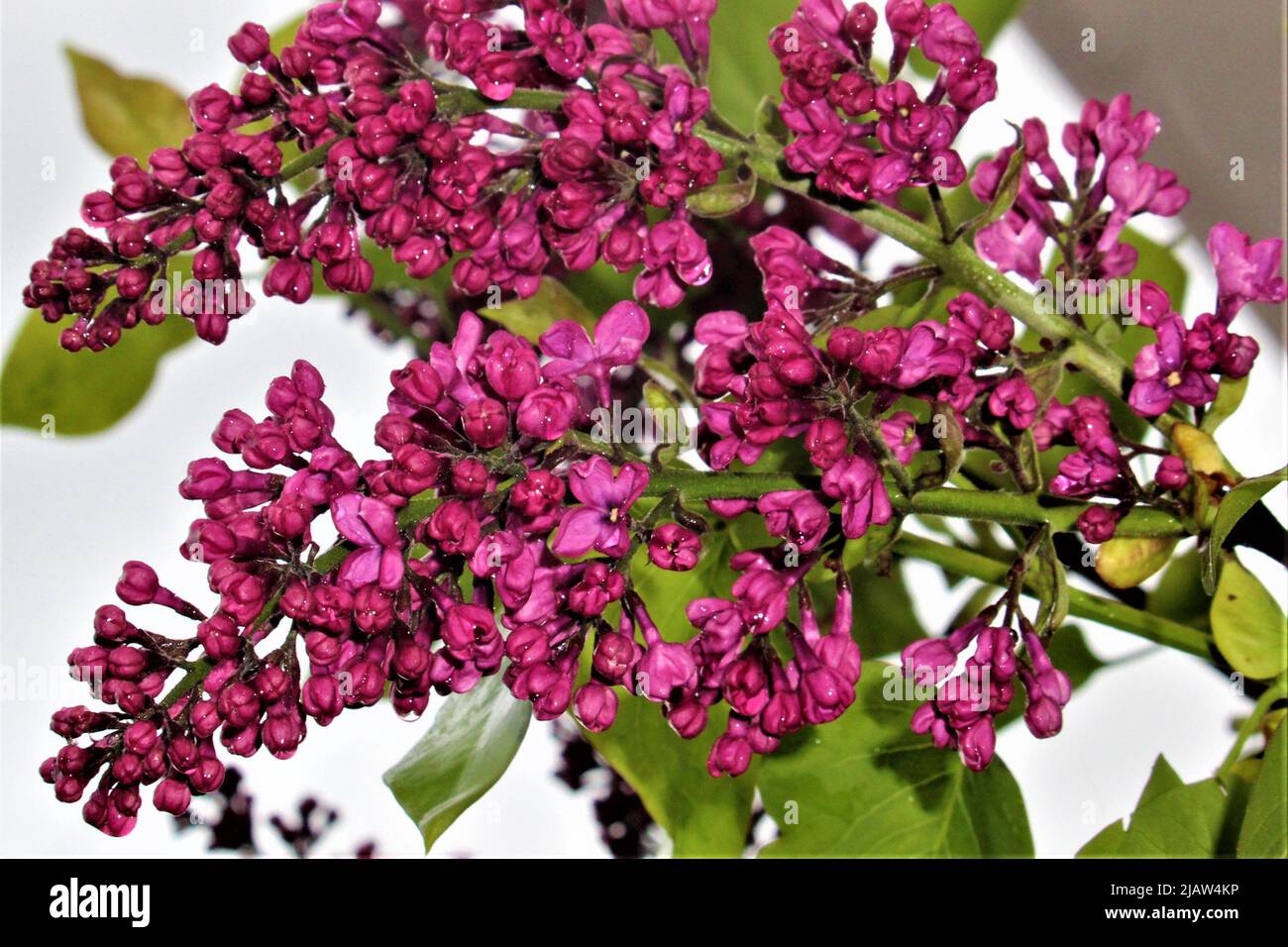 Nature paints hi-res stock photography and images - Alamy