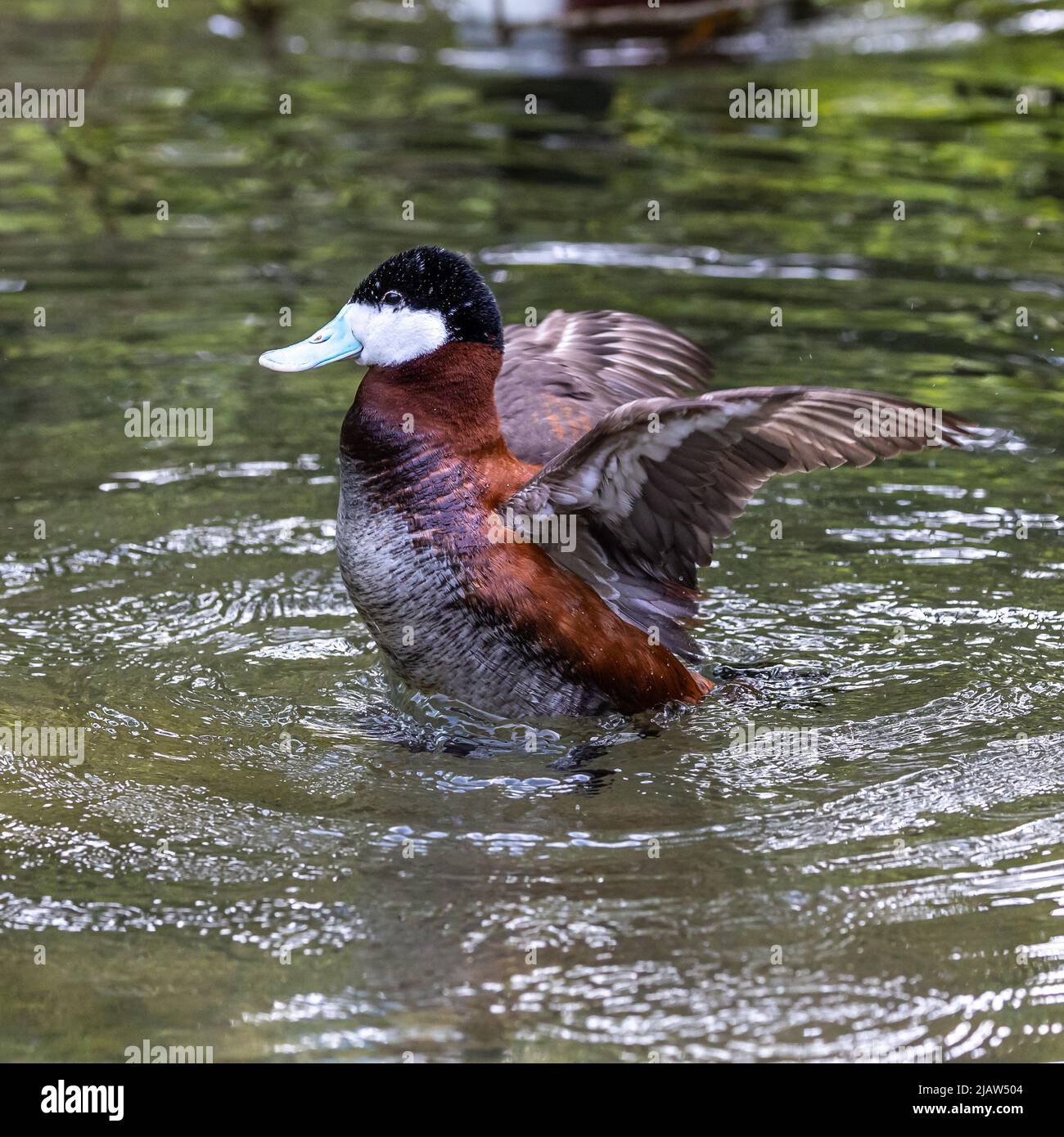 Oxyura jamaicensis ferruginea hi-res stock photography and images - Alamy
