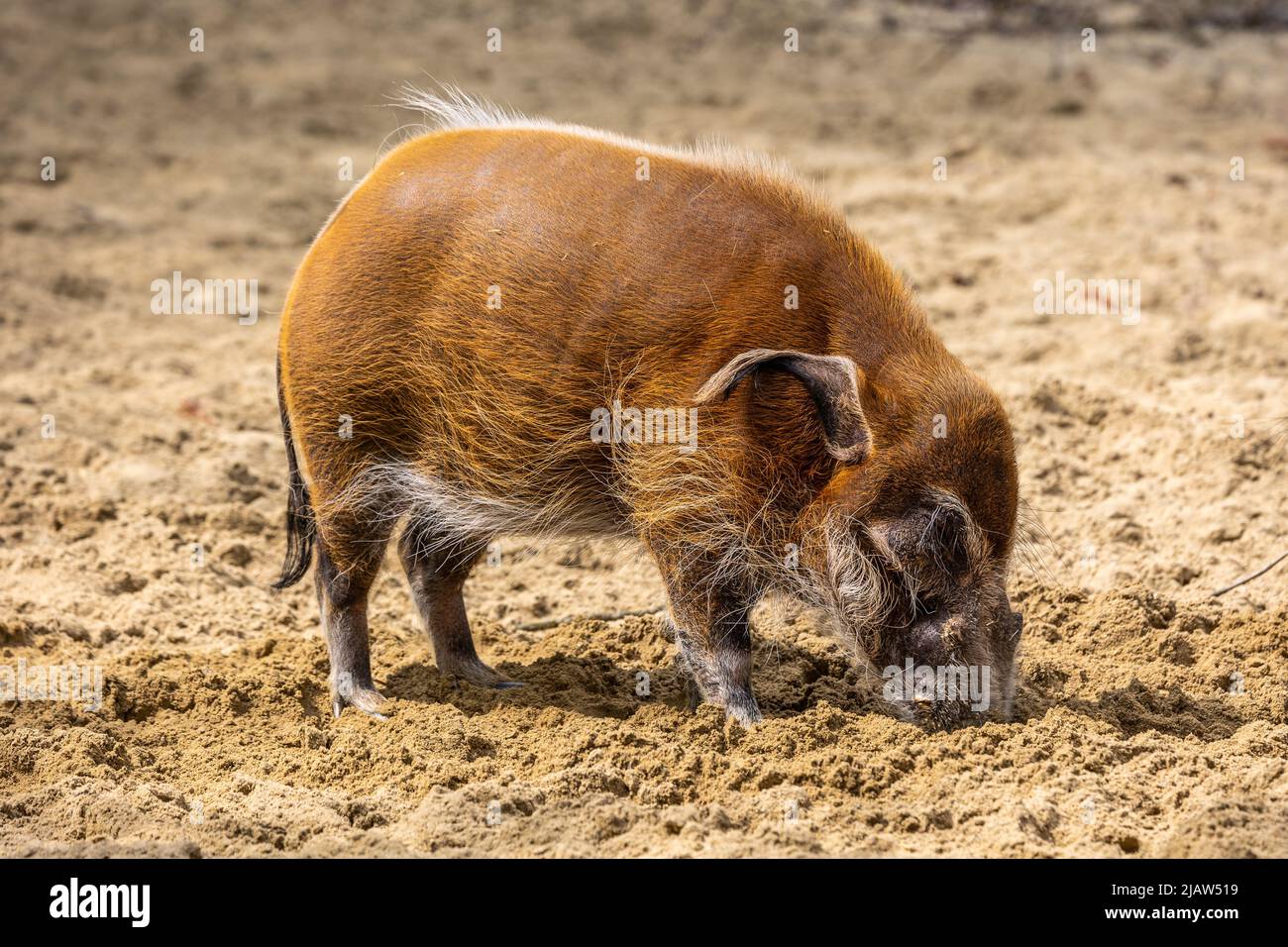 Red river hog, Potamochoerus porcus, also known as the bush pig. This ...