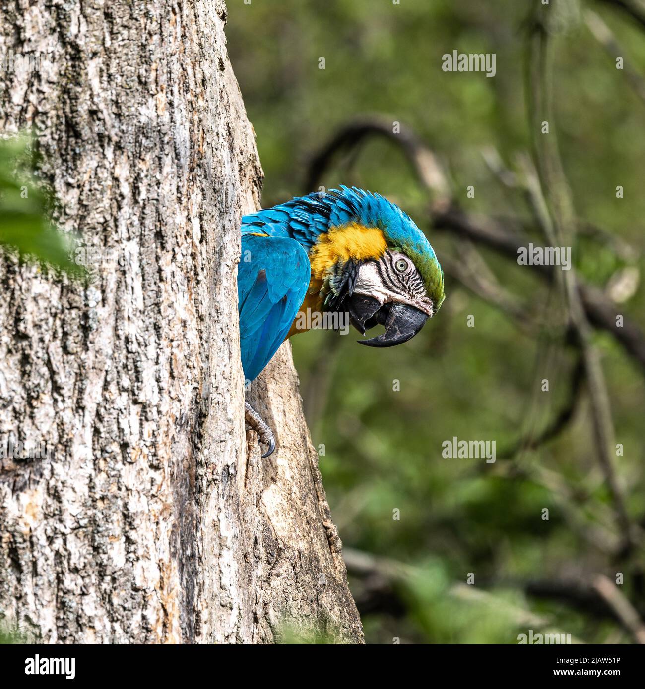 The Blue-and-yellow Macaw, Ara ararauna also known as the blue-and-gold macaw, is a large South ...