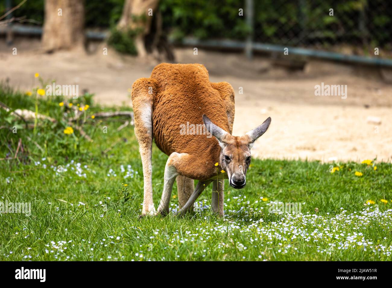 The red kangaroo, Macropus rufus is the largest of all kangaroos, the ...