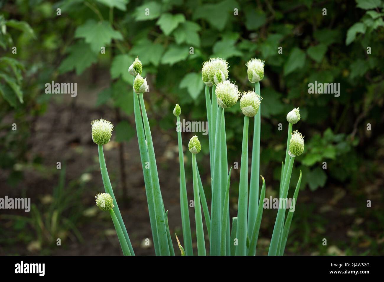 Scallion flower hi-res stock photography and images - Alamy
